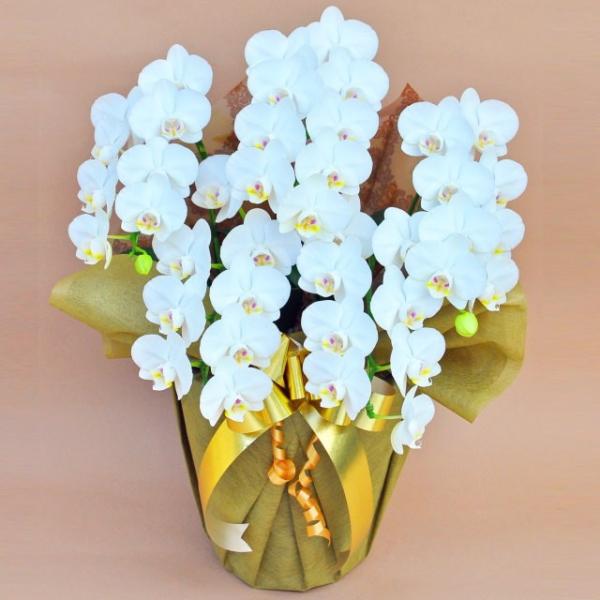 ■お客様へ１．納期；こちらの商品は翌日届け対象外です。納期は約3日間程いただいております。２．お届け先の地域；日本全国への配送が可能です。但し、離島等の一部地域は対応できません。３．お届け時間帯；午前中、12時〜14時、14時〜16時、16...