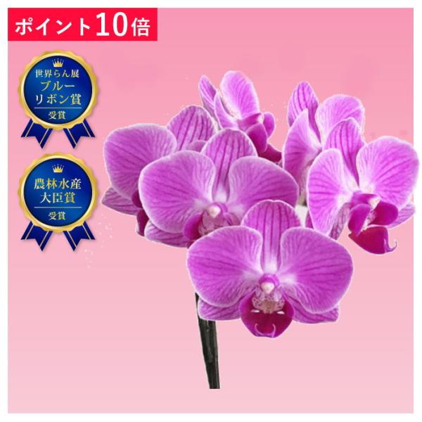 ■お届け日時平日、土曜日のAM11時迄にご注文を頂きましたら、翌日出荷致します。期日指定も可能です。※日曜日、祝日、年末年始は即日出荷の対応ができません。■立札、メッセージカード、ラッピングメッセージカードは無料。ラッピング、立札は対応して...