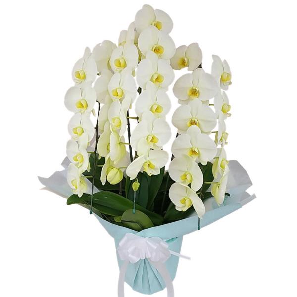 ■お届け日時弊店営業日の15時迄にご注文を頂きましたら、翌々日出荷致します。北海道、九州、沖縄地域へのお届けは、出荷してお届けする迄に2日以上掛かります。■立札、メッセージカード、ラッピングラッピング、メッセージカード、立札は無料■お届け写...