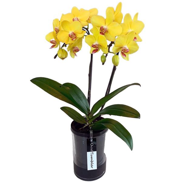 ■お届け日時弊店営業日の15時迄にご注文を頂きましたら、翌々日出荷致します。北海道、九州、沖縄地域へのお届けは、出荷してお届けする迄に2日以上掛かります。■立札、メッセージカード、ラッピングメッセージカードは無料。ラッピング、立札は対応して...