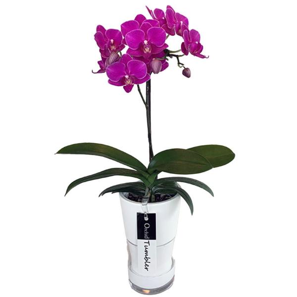 ■お届け日時弊店営業日の15時迄にご注文を頂きましたら、翌々日出荷致します。北海道、九州、沖縄地域へのお届けは、出荷してお届けする迄に2日以上掛かります。<br>■立札、メッセージカード、ラッピングメッセージカードは無料。ラッピ...