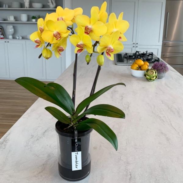 ■お届け日時弊店営業日の15時迄にご注文を頂きましたら、翌々日出荷致します。北海道、九州、沖縄地域へのお届けは、出荷してお届けする迄に2日以上掛かります。■立札、メッセージカード、ラッピングメッセージカードは無料。ラッピング、立札は対応して...