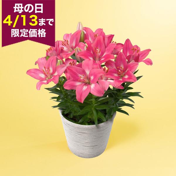 高貴で『凛』とした美しさが人気のユリギフトユリは、女性らしく凛とした姿と華やかさで女性を魅了し続ける人気の高いお花なので、お母さんへのプレゼントにぴったりです。その多彩な色合いが魅力のスカシユリの中から、母の日にふさわしい鮮やかなピンクのス...