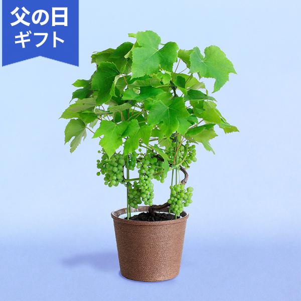 日に日に色付く様子を楽しめるおいしいギフト楽しみいっぱいの、デラウェアの鉢植えです。青い実でお届けしますので、夏になると徐々に色付き始め、収穫時期まで長く楽しんでいただけます。玄関に飾って、少しずつ色付いていく変化をお楽しみください。もちろ...