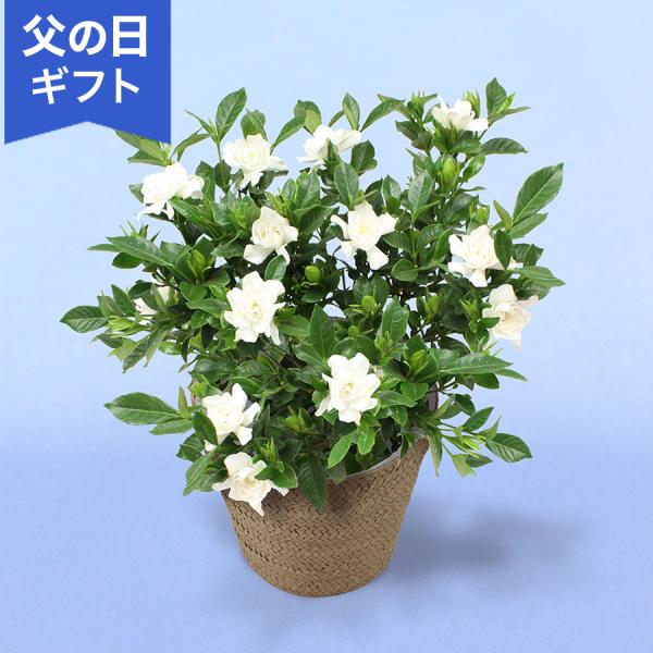 忙しいお父さんへ、癒しを届ける香りのギフト花言葉は「喜びを運ぶ」。届いた時の喜び、お花が咲いたときの喜び…花言葉の通り、たくさんの喜びを運んでくれます。いつも忙しいお父さんへ、凛とした花姿と香りの良さを長く楽しめるくちなしで癒しのひと時を贈...