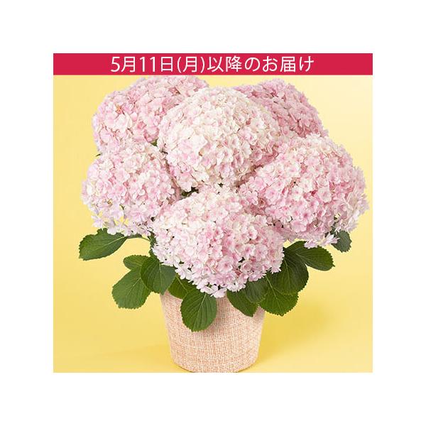ミルフィオリとは、イタリア語で「千の花」をいう意味で、金太郎飴のように模様が入っているガラス棒と、それを使用して作る製品のことをさします。小さな八重咲きの花が組み合わさり、大きな玉アジサイを形成している様は、まさに小さなガラスを組み合わせた...