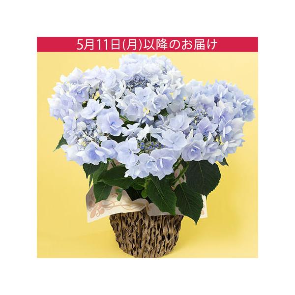 心洗われる、究極のアイスブルーこの季節にしか楽しめないお花だからこそ、日々の感謝を込めて大切なお母さんへ贈りたい母の日ギフトです。    初夏に美しい！透明感のあるアーリーサマーブルー  まるで氷河の氷のように透き通った、清涼感あふれるブル...