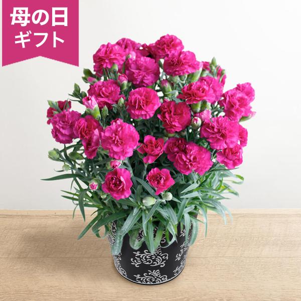 高級感漂うエレガントな紫のカーネーション「ムジカ」。フリルがかった花びらが花色の美しさを際立たせます。咲いてからの花持ちがよいのも嬉しいポイントで、咲き進んでも花色の変化が少なく、美しい紫色の花を長くお楽しみ頂けます。お手入れのポイント・お...