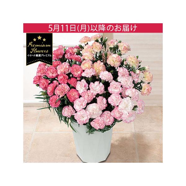 【限定販売】驚きのボリューム感！贅沢な3色の寄せ植え例年完売の人気アイテムですが、仕立てるのが難しいため数量限定での販売になります。5号鉢用の苗を3株寄せ植えにして7号サイズに仕立てたプレミアムカーネーションです。単品販売でも人気の高いパス...