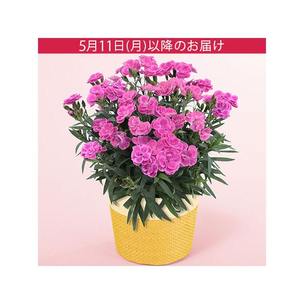 お庭に華やぎを…初心者にも育てやすいカーネーションまるでお気に入りのパティスリーに並ぶスイーツのように、見る人の心を甘く満たしてくれる「スイーツライラック」。 ほんのり青みを帯びた大人可愛いピンク色が特徴です。 スイーツシリーズは、一般的な...