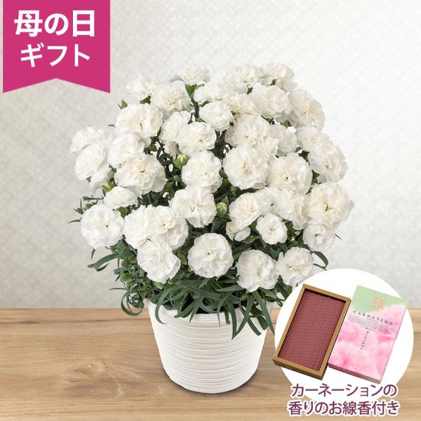 天国のお母さんへ・・・感謝を込めた贈り物お母さんへの感謝の気持ちは永遠です。天国のお母さんへ、たくさんの愛情と感謝を込めて贈る母の日ギフト、白いカーネーション「ドゥルカル」の鉢植えです。上品で優しいお花のギフトに、カーネーションの香りのお線...