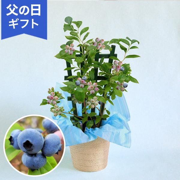 毎年、おうちで収穫！健康果実ブルーベリー鉢植えおうちで収穫できる、目に良いと言われているブルーベリーの鉢植えです。仕事で毎日忙しいお父さんにいかがですか。少しずつ実が熟す様子を間近で見ることができるので、家でのお父さんの楽しみが増えること間...