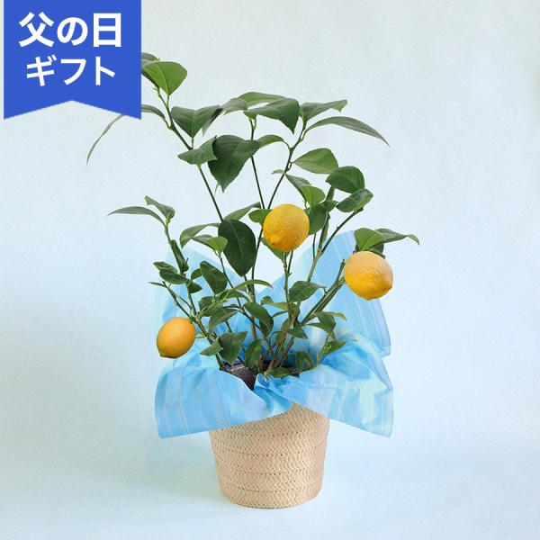 育てる楽しみがいっぱい詰まったレモンの木育てる楽しみ、収穫の楽しみ、お花を愛でる楽しみ…いろんな楽しみがギュッと詰まったレモンの木を父の日の記念にいかがですか？大きな鉢へ植え替えしていただいたり、ご自宅のお庭に植えていただき、毎年の生長を楽...