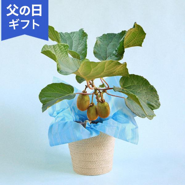 お父さんの楽しみを増やす、人気のフルーツの鉢植えさわやかな味わいが人気の「キウイフルーツ」を、鉢植えから収穫して食べられる、とっておきの父の日ギフトです。キウイフルーツは、ビタミンなどの栄養素も豊富に含まれており、大好きなお父さんに「これか...