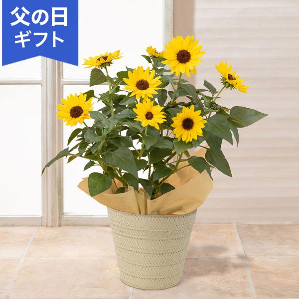 ガーデニング好きなお父さんへ！何輪咲かせられるかな？！夏の青空に黄色いヒマワリはよく映え、見ているだけでなんだか元気づけられますね。夏休み実家に帰省した際に、生長してたくさん花を咲かせているヒマワリで盛り上がること間違いなしです。育て甲斐の...
