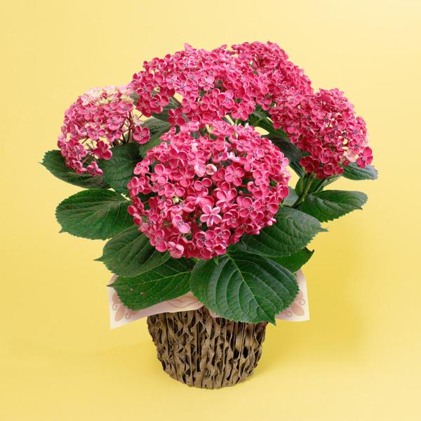 希少品種！ちりめんで作ったような可愛らしさちりめんで作った細工のようにくるっと丸まって咲く「華あられ」。咲き始めはややグリーンを帯びた薄い桜色ですが、咲き進むにつれて色が濃くなり、ローズピンクのような色合いに…さらに咲き進むとより色が濃くな...