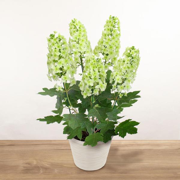 周りを明るくする爽やかさ！ガーデニング好きなお母さんはもちろん、手まり型のアジサイではなくちょっと変わったものを探している方にもオススメのアジサイです。柏餅でおなじみの柏の葉に似ていることから名前が付いた「かしわ葉アジサイ」。清潔感のあるグ...