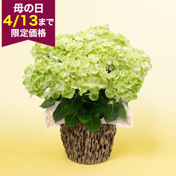 木や森などの自然の色でもある緑は気持ちを穏やかにし、心をリラックスさせてくれます。いつも忙しいお母さんも癒しと健康を気遣って、グリーンのアジサイを贈りませんか？シロとグリーンの爽やかなコンビネーションがまるで抹茶ミルクのようなグリーンラテ。...