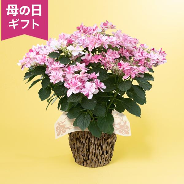 幾重にも織りなされたような繊細な表情が魅力の希少アジサイいつもとは違ったアジサイをお探しの方へ、イイハナ初登場の表情豊かなアジサイです。  オンリーワンの個性を楽しむ衣純千織（いずみちおり）  まるで熟練の職人が織り上げた上質な織物のように...