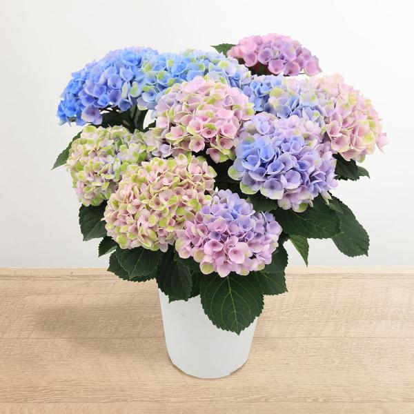 レインボーカラーのアジサイは、お洒落に敏感なお母さんにオススメです！一つの花の中で淡いブルーからピンクが入り混ざったグラデーションカラーになり、その名の通りレインボーのよう。丈夫で育てやすい品種ではありますが、翌年この色味を再現するのは難し...