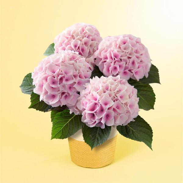 甘い幸せを届ける、ふわふわの贈り物優しく温かみのあるピンクのアジサイ。心癒されるアジサイでお母さんに「甘い癒やしの時間」を贈りませんか。    ときめきが止まらない。大人可愛いアジサイ  まるでパティシエが作ったお菓子のように、愛らしいピン...