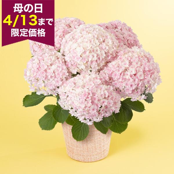 ミルフィオリとは、イタリア語で「千の花」をいう意味で、金太郎飴のように模様が入っているガラス棒と、それを使用して作る製品のことをさします。小さな八重咲きの花が組み合わさり、大きな玉アジサイを形成している様は、まさに小さなガラスを組み合わせた...