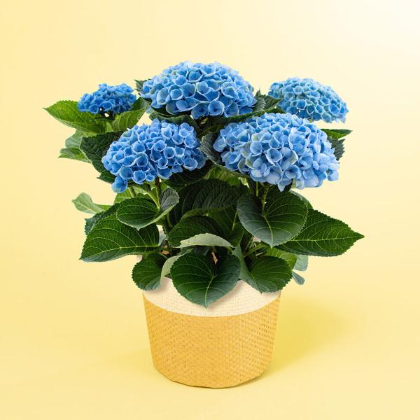 魔法のブルー、はじまる。マジカルレボリューション  マジカルレボリューションの魅力とは…  デンマークの名門スクロール社が、見た目の美しさだけでなく「家庭での育てやすさ」を極限まで追求して作り上げた傑作です。 「アジサイはすぐに枯れてしまう...