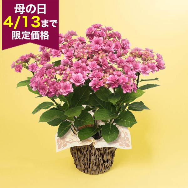 鮮やかなローズピンクで母の日を彩る 今年はピンク色この季節にしか楽しめないお花だからこそ、日々の感謝を込めて大切なお母さんへ贈りたい母の日ギフトです。    両性花も装飾花のようになるブーケ咲き  咲き進むにつれて中心の両性花も装飾花のよう...