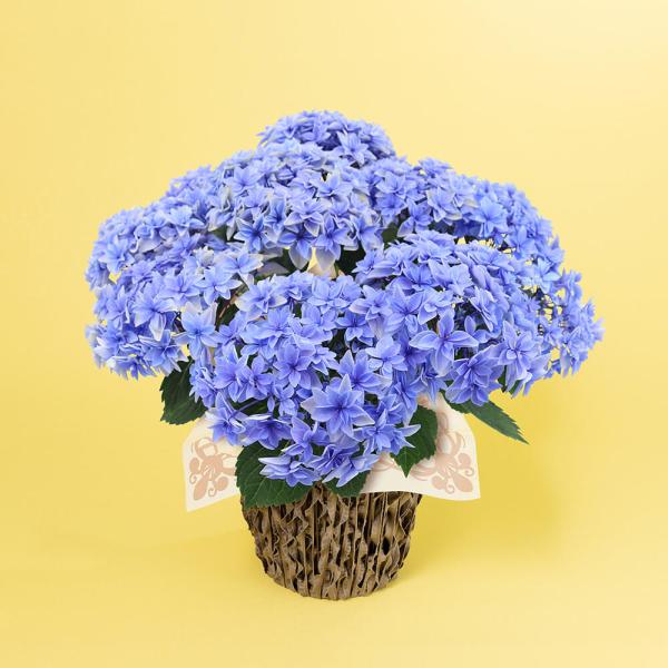 八重咲きの星のような花が株いっぱいに咲き誇るこの季節にしか楽しめないお花だからこそ、日々の感謝を込めて大切なお母さんへ贈りたいギフトです。人気のダブルダッチシリーズの中から星をちりばめたようなに美しく咲き誇る『エダム』を、爽やかなブルー仕立...