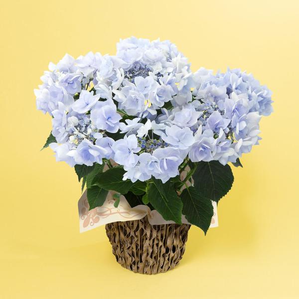 心洗われる、究極のアイスブルーこの季節にしか楽しめないお花だからこそ、日々の感謝を込めて大切なお母さんへ贈りたい母の日ギフトです。    初夏に美しい！透明感のあるアーリーサマーブルー  まるで氷河の氷のように透き通った、清涼感あふれるブル...