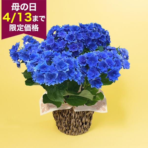 この「青」に、ひと目惚れひときわ目を引く鮮やかなブルーのアジサイで、たくさんの「ありがとう」とともに、お母さんに感動を届けましょう。    鮮やかなブルーに魅了されてください  たくさんの星を散りばめたような、ボリューム感のある八重咲きのア...