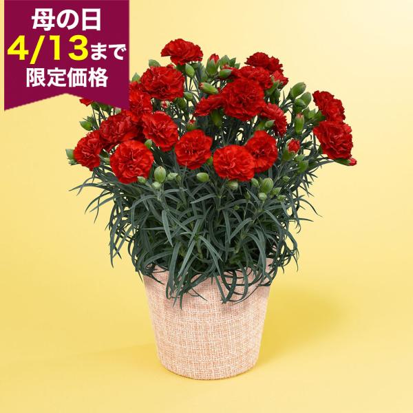 感謝の気持ちを赤いカーネーションに乗せて  愛情込めて大切に育てられたカーネーションを厳選してお届け  「歌うように、軽やかに」という名を持つ「カンタービレ」。その名の通り、まるで喜びのメロディを奏でているかのように、生き生きとした真紅の花...