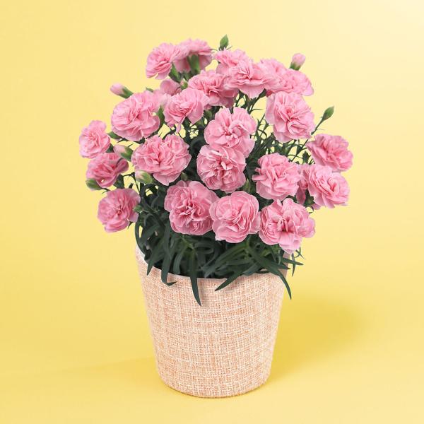 清らかで愛らしい天使の羽のような、ふんわりとした色いつも家族をやさしい気持ちで包んでくれているお母さんに、ピッタリのやさしい花色のカーネーションアプリシアです。 可愛らし過ぎない青みを帯びた落ち着いたトーンのピンクで、エレガントな印象の洗練...