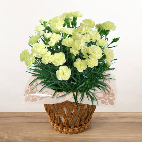 透明感のあるレモンイエローのカーネーション飾るだけで、周りをパッと明るくする「レモンアイス」。明るい黄色は未来への希望を託す色で、幸福感をもたらすと言われています。 若々しく明るい色で、見ているだけで、心もリフレッシュできそうです。いつも変...