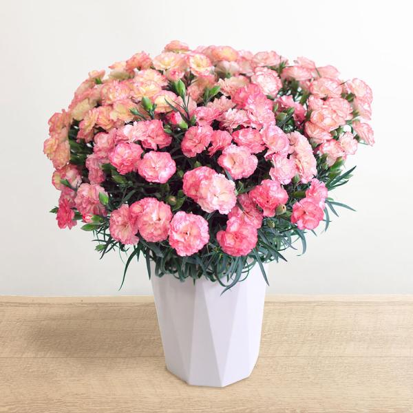【限定販売】驚きのボリューム感！贅沢な3色の寄せ植え例年完売の人気アイテムですが、仕立てるのが難しいため数量限定での販売になります。5号鉢用の苗を3株寄せ植えにして7号サイズに仕立てたプレミアムカーネーションです。単品販売でも人気の高いパス...