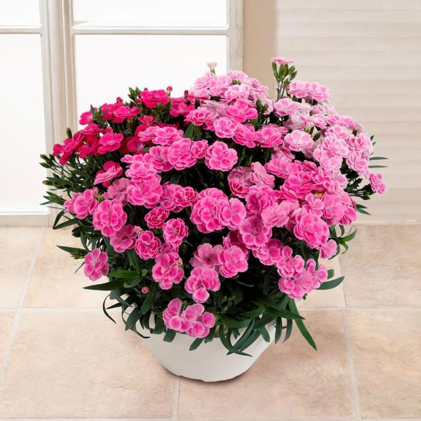 イイハナの歴史の中で培ってきた生産者、お客様とのつながりの輪を大切にしています。お届けして箱を開けたときの「ワッ！」っと感動させる商品をモットーに、信頼関係を築いてきた生産者と連携をし、お客様に喜んでいただける商品をお届けできるよう努力をし...