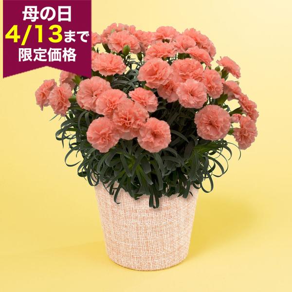 ふんわりと甘く優しいニュアンスカラーメープルシフォンケーキのような、ふんわりと甘く優しいニュアンスカラーが魅力のカーネーションです。 オレンジがかった温かみのあるピンクは、眺めているだけで心がほっとときほぐされるような穏やかな色合い。お部屋...