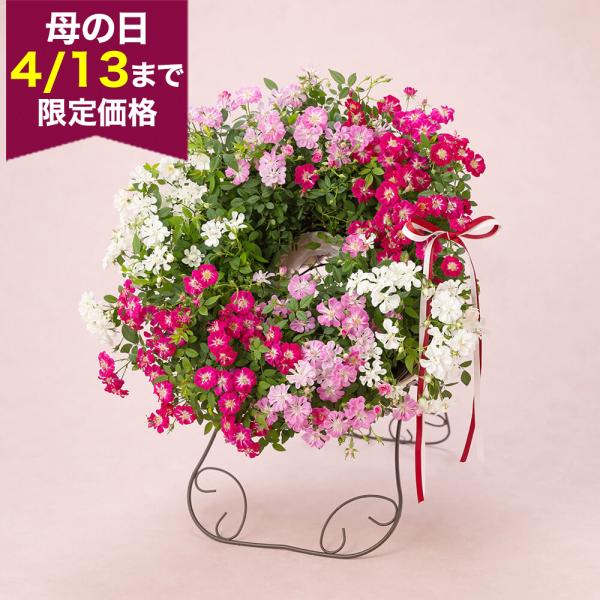 玄関に飾りたい、とびきりキュートなミニバラのリース3色のミニバラの華やかなリースキュートな雰囲気が大人気のレンゲローズを、リース状に豪華に植え込みました。赤、白、ピンクの3色のレンゲローズは花付きも良く、満開になった時の様子はうっとりしてし...