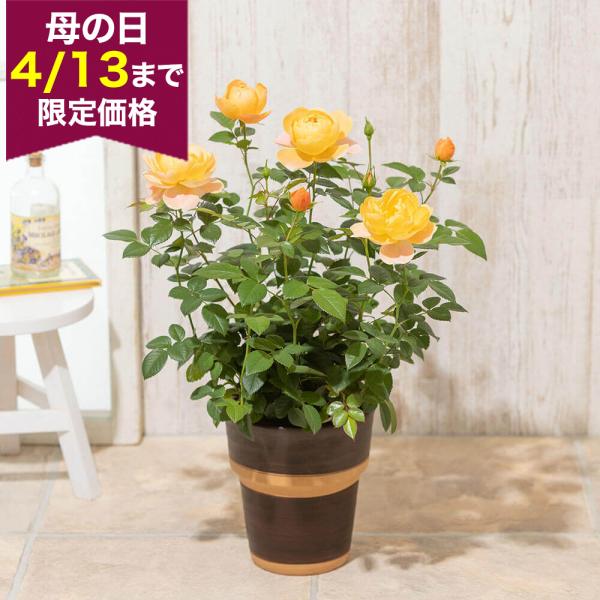 存在感のある大きなコロンとした花が素敵！オレンジ色はまわりを明るい気持ちにしたり、親しみやすいイメージを与えたりすると言われており、まるでお母さんのようですね。見ているだけで幸せな気分になれるアプリコットオレンジのバラに、「いつまでも笑顔で...