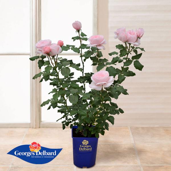 バラ好きのお母さんへ！豊かなバラの香りが日々お母さんに幸せな気分を運んでくれるでしょう。香りのよいバラを多く作出している人気のフレンチローズ「デルバール」ブランドより、ナエマをお届けします。女性の圧倒的な支持を集める人気のバラ8〜10cmほ...