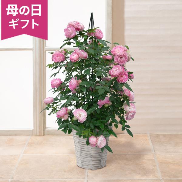 数量限定！抜群の存在感を放つお庭に主役にお庭に置けば、一気にプロヴァンス地方の景色に早変わり！コロコロと可愛らしいカップ咲きのクライミングローズをタワー仕立てでお届けします。淡いピンクのコロンとしたつぼみは開くにつれてノスタルジックな雰囲気...