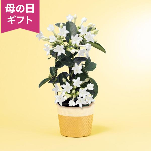 純白の星が奏でる、天然アロマの贈り物光沢のある深い緑の葉に、純白の星形の花が映えるマダガスカルジャスミン。 その気品あふれる佇まいから、花言葉は「清純」「幸福な愛」。ウェディングブーケの花材としても愛される、縁起の良いお花です。 大切な方へ...