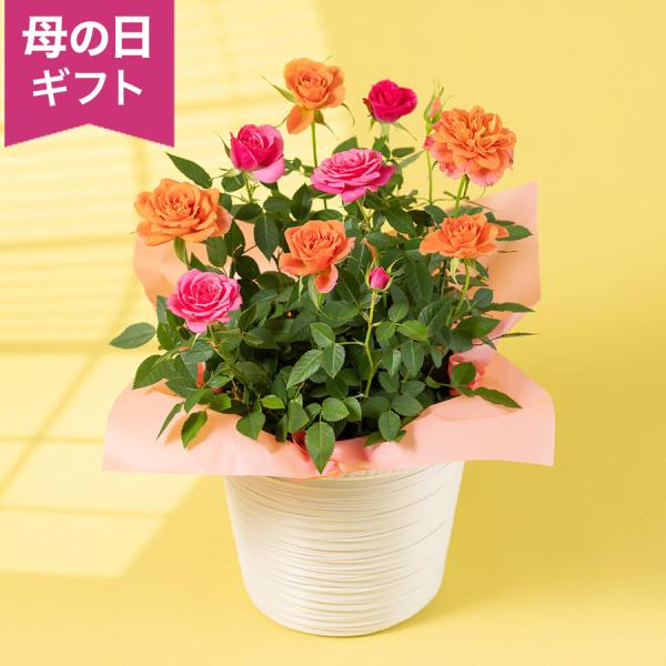 日常に小さな「幸せ」を。色彩あふれるミニバラ寄せ植えビタミンカラーのオレンジと、濃淡の美しいピンクをバランスよく配置した鮮やかなコントラストを楽しむミニバラ寄せ植えです。一鉢で圧倒的な彩りを楽しめます。    お手入れのポイント  ・戸外の...