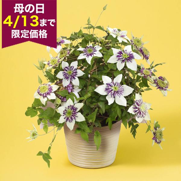 ガーデニング好きのお母さんへ！お庭のアクセントに6号サイズにすることで土の量が増え、根がしっかり伸ばすことができます。十分に伸びた枝からたくさんの花が咲き、豪華な仕上がりになっています。世界的に有名なレイモンド・エビソン氏が手掛けたクレマチ...