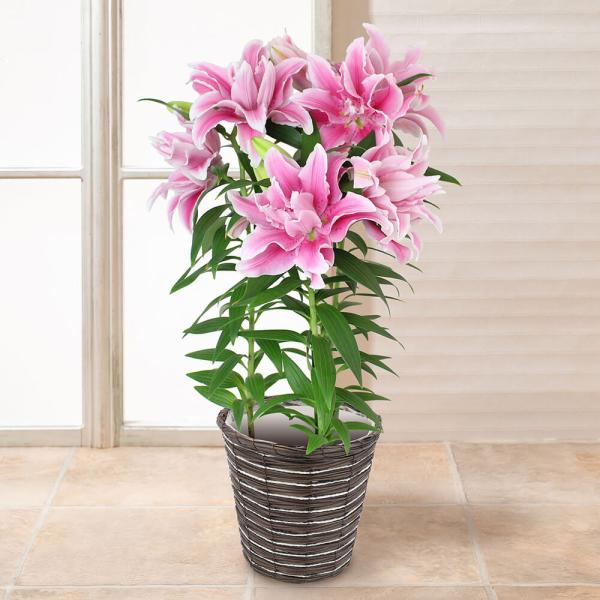 母の日の贈り物にふさわしい優雅でゴージャスな贈り物『美人』の象徴でもあるオリエンタルリリーは母の日に人気の高い贈り物です。今回は数量限定にて、八重咲きのオリエンタルリリー「カダンゴ」をご用意しました。気品あふれるオリエンタルリリーを、より華...