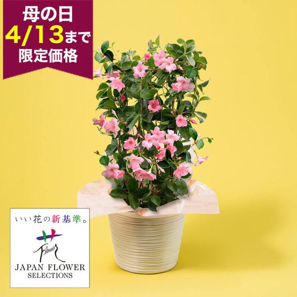 お母さんを長く楽しませてくれる、かわいいピンクの花サクラ色のような優しいパステルピンクの花が春から秋まで咲き続けます。優れた新品種を選定する『ジャパンフラワーセレクション』において、万人に好まれる花色、様々なアレンジで楽しむことができること...