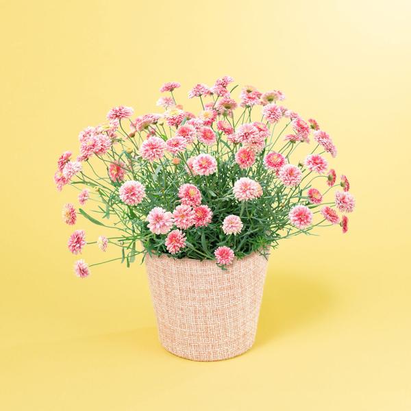 舞妓さんの髪飾り（かんざし）を思わせる可憐なマーガレット小さな花びらがぎゅっと集まった、可愛らしい「ポンポン咲き」のマーガレットはいかがですか？咲き進むにつれて中心がふっくらと盛り上がり、まるで舞妓さんが身につける繊細なかんざしのような雅や...