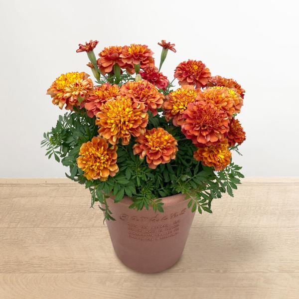 ガーデナーのお母さんへ…育てて楽しむギフト咲き始めから終わりまで刻々と花色が変化するという人気のフレンチマリーゴールド『ストロベリーブロンド』をお届けします。ストロベリーブロンドは、花色が赤〜ピンクベージュ〜クリームイエローを変化していき、...