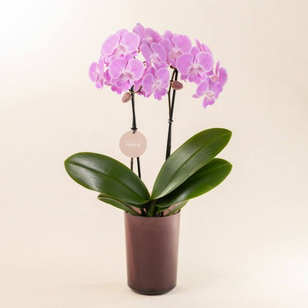 特別な日にふさわしい贈り物！母の日のお祝いにふさわしい胡蝶蘭。まだほぼ流通していないビックリップキティという華やかなビックリップの胡蝶蘭をお届けします。存在感のあるビックリップの胡蝶蘭は、飾るだけで周りをパッと明るく華やかな雰囲気にしてくれ...