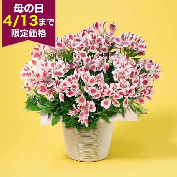 ボリューム感たっぷりの気品ある贈り物「持続」「未来への憧れ」という前向きな花言葉を持ち、一輪咲くだけで周囲をパッと明るい希望で満たしてくれるような存在感があるアルストロメリアを鉢植えでお届けします。花びらの中央にさす鮮やかな色彩と、それを引...